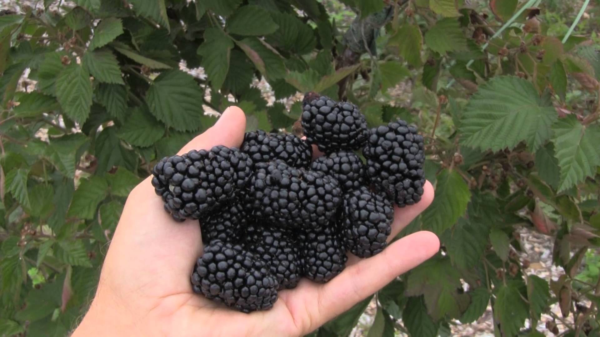 Najranija sorta kupine se oktupljuje za čak 100 dinara kilogram ...